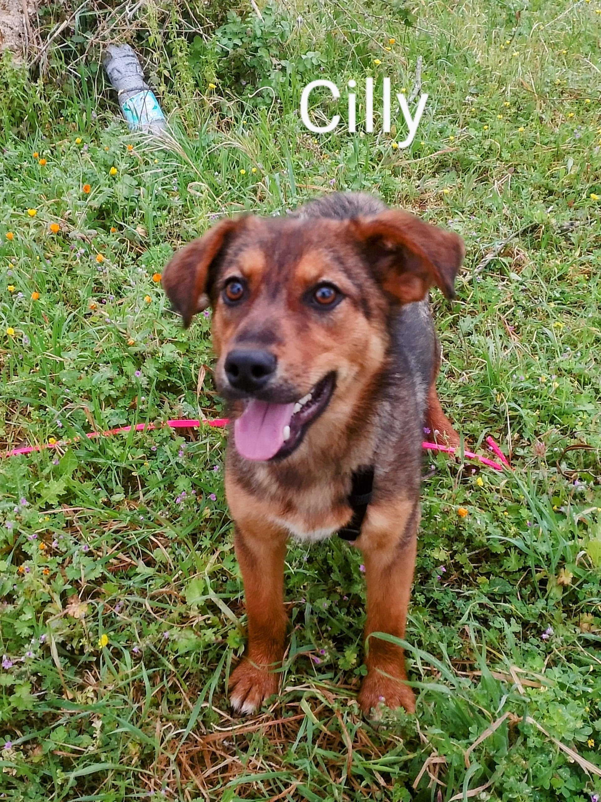 Cilly | SOS Strassenhunde